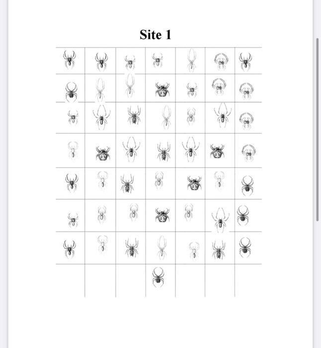 Solved Worksheet 1: Measuring spider diversity On the tally | Chegg.com