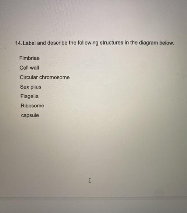 Solved 14.Label and describe the following structures in | Chegg.com