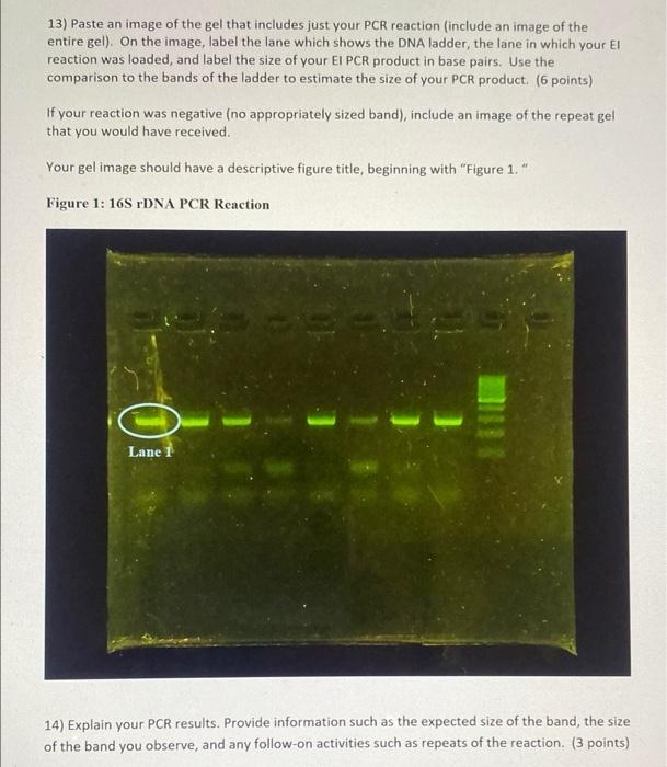 Solved 13) Paste an image of the gel that includes just your | Chegg.com