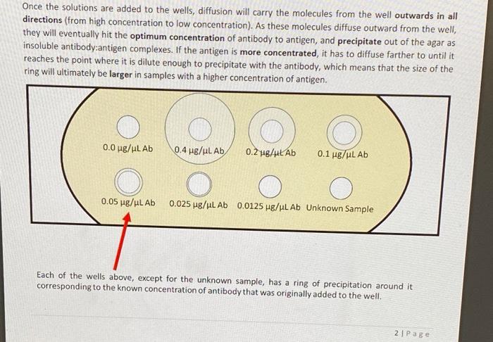 Solved Once the solutions are added to the wells, diffusion | Chegg.com