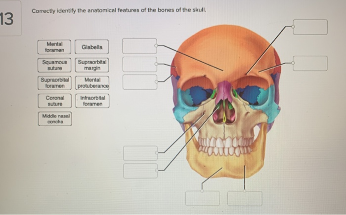 Solved Correctly Label The Anatomical Features Of The Chegg