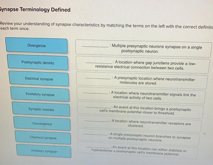Solved Synapse Terminology Defined Review your understanding | Chegg.com
