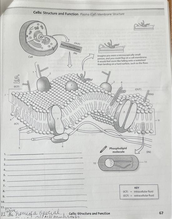 Solved Cells: Structure and Function Plastra (Ceil) Membrane | Chegg.com