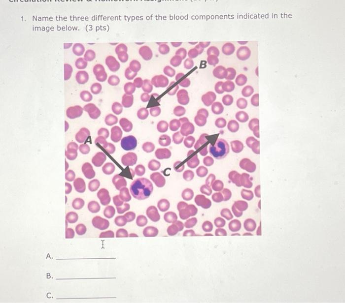 Solved 1. Name the three different types of the blood | Chegg.com