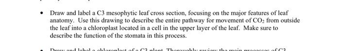 Draw and label a C3 mesophytic leaf cross section, | Chegg.com