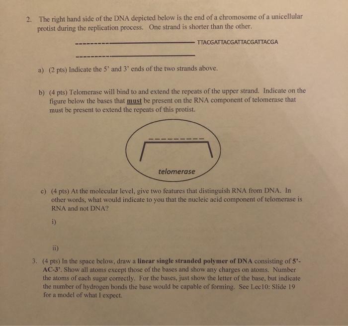 Solved 2. The right hand side of the DNA depicted below is | Chegg.com