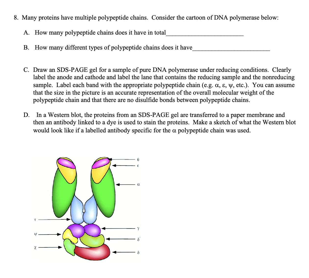 Solved 8 ﻿many Proteins Have Multiple Polypeptide Chains