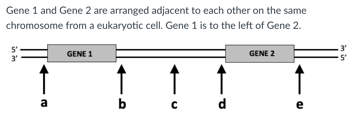 Solved The TOP strand, which runs 5 ﻿prime to 3 ﻿prime left | Chegg.com