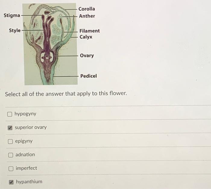 Solved Select all of the answer that apply to this flower. | Chegg.com
