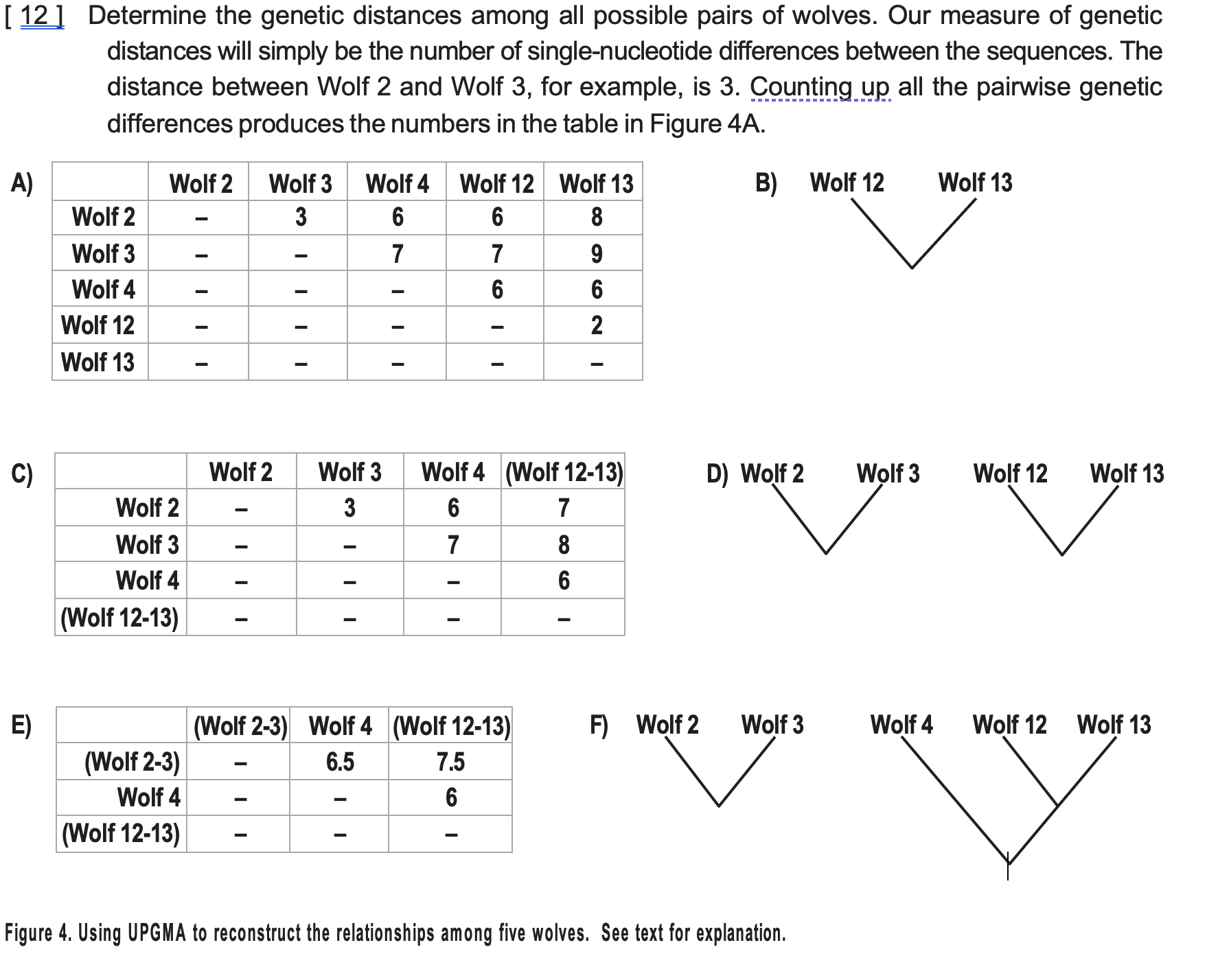 Solved [12] ﻿Determine the genetic distances among all | Chegg.com