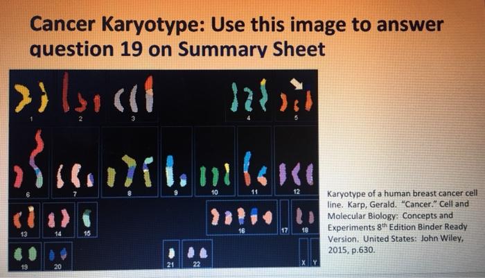 Solved Examine the karyotype of a cancer patient's cell. At | Chegg.com