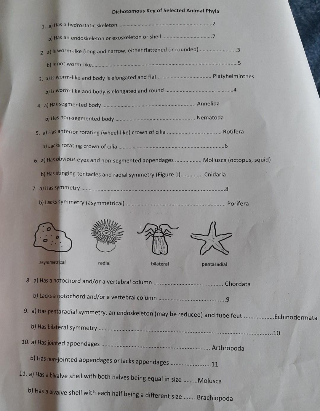 Solved Dichotomous Key of Selected Animal Phyla 1. a) Has a | Chegg.com