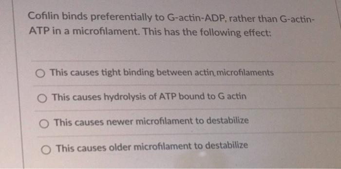 Solved Filamin protein is: O AV-shaped dimer that stabilizes | Chegg.com