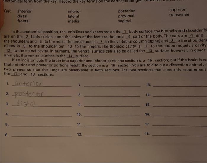 [Solved]: In the anatomical position, the umbilicus and kne