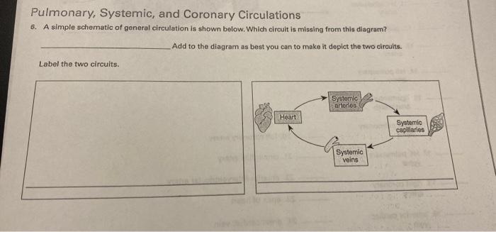 Solved Pulmonary, Systemic, and Coronary Circulations 6. A | Chegg.com