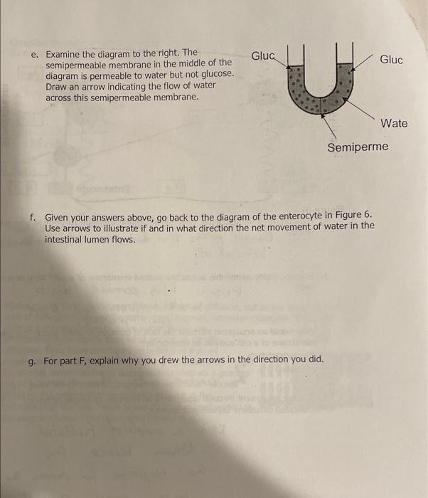 Solved e. Examine the diagram to the right. The | Chegg.com