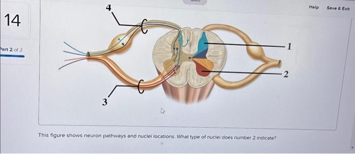 Solved This figure shows neuron pathways and nuclei | Chegg.com