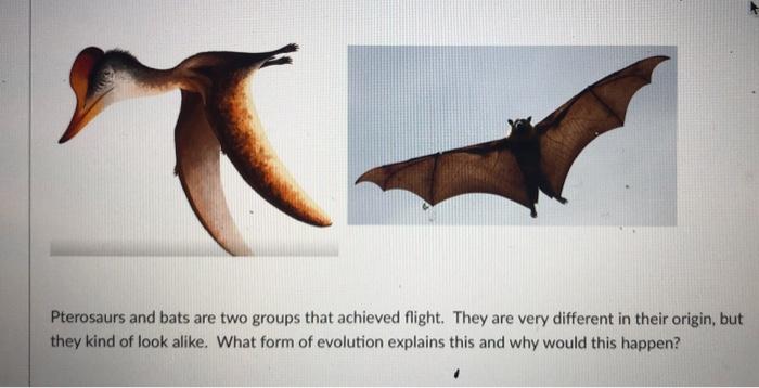 Solved Pterosaurs and bats are two groups that achieved | Chegg.com