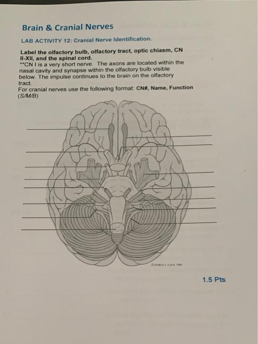 Solved Brain & Cranial Nerves LAB ACTIVITY 12: Cranial Nerve | Chegg.com