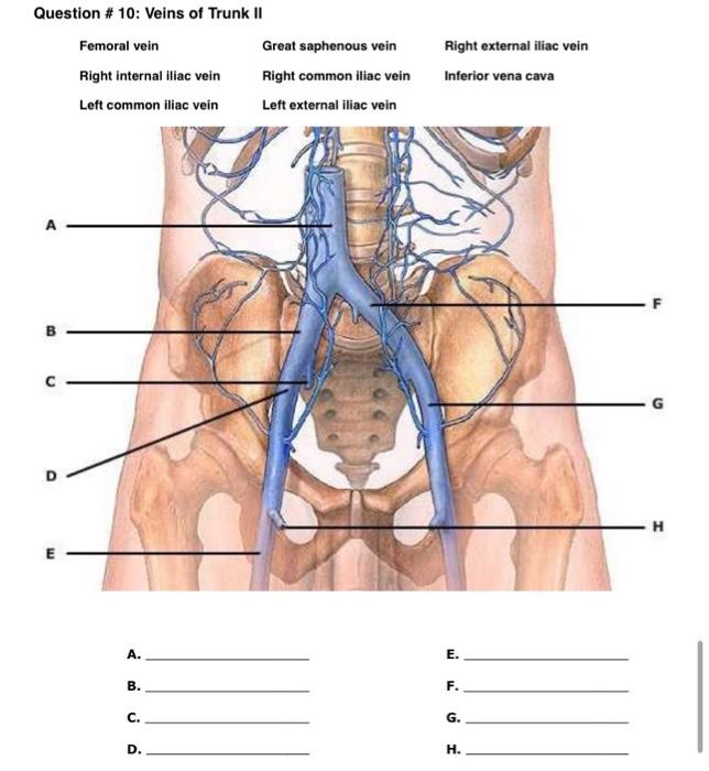 Solved Question # 10: Veins of Trunk II Femoral vein Right | Chegg.com