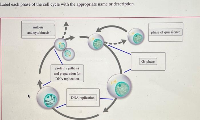 Solved Label each phase of the cell cycle with the | Chegg.com