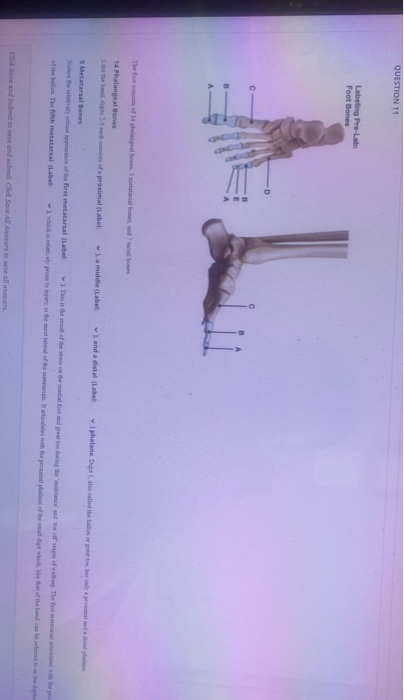 Question Correction QUESTION 12 Labeling Pre-Lab: | Chegg.com