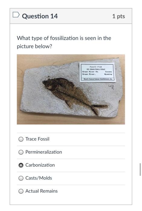 Solved Question 14 1 pts What type of fossilization is seen | Chegg.com