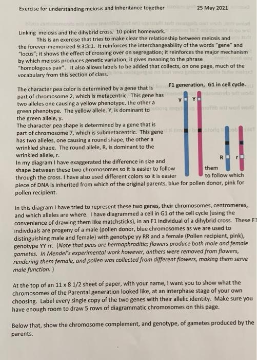 Solved Exercise for understanding melosis and inheritance | Chegg.com
