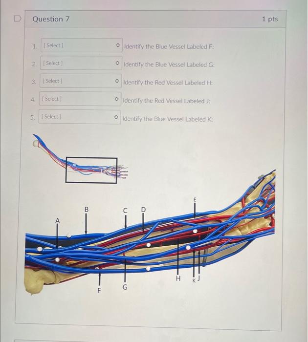 Solved 1. Identify the Red Vessel Labeled F: 2. Identify the | Chegg.com