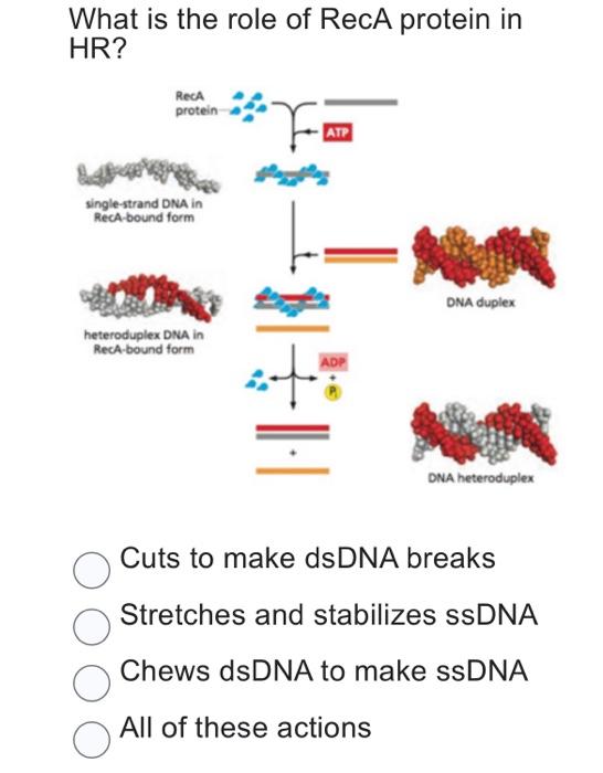 Solved What is the role of RecA protein in HR? Cuts to make | Chegg.com