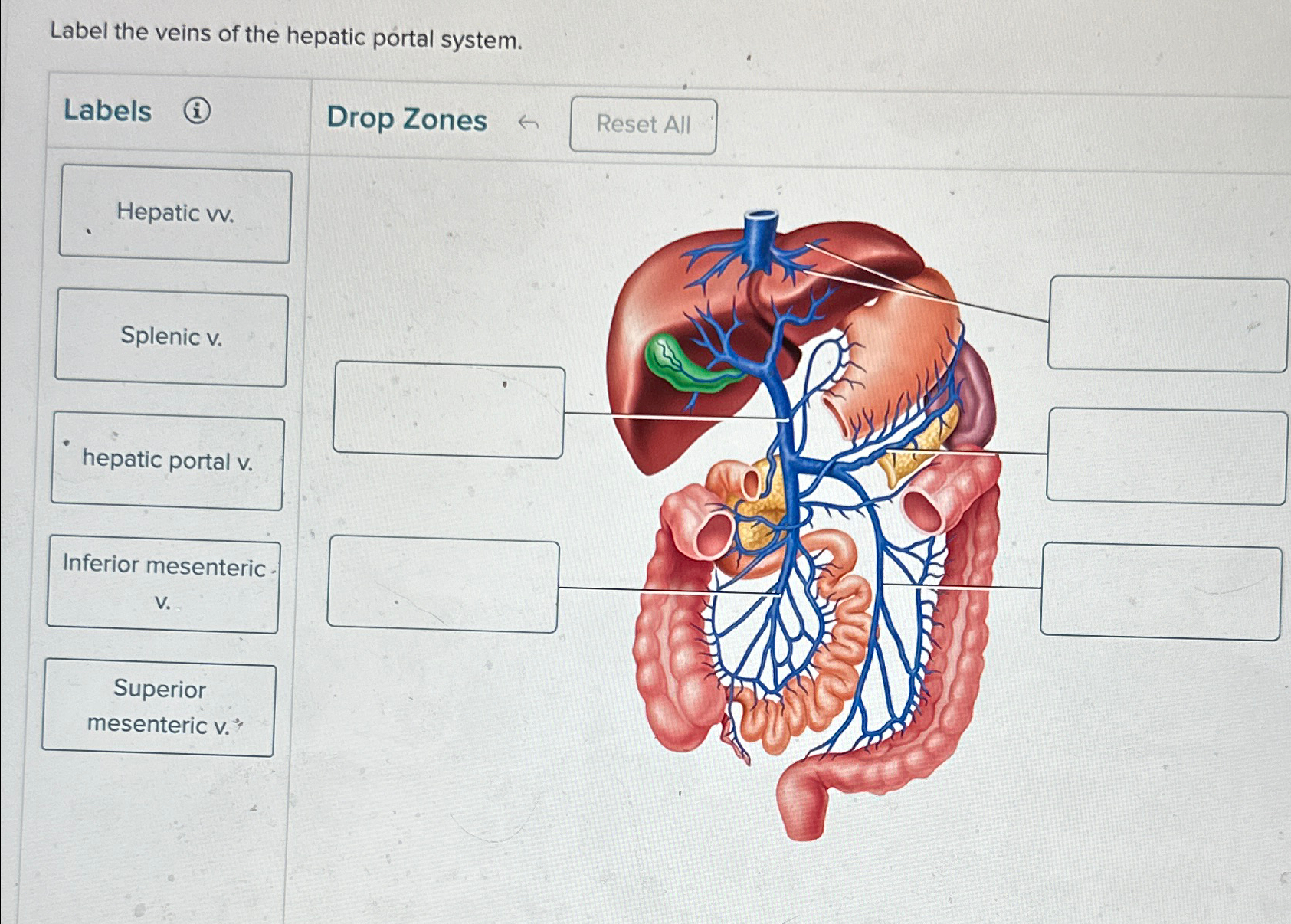 Solved Label the veins of the hepatic portal system. | Chegg.com