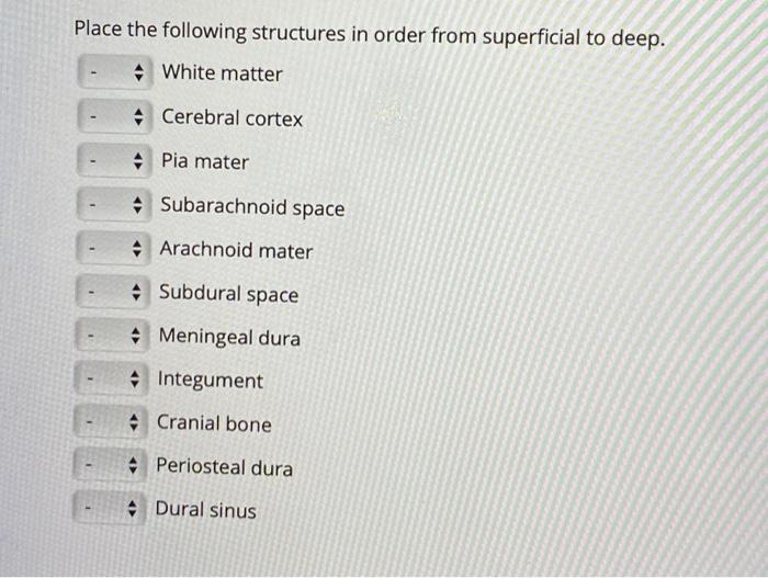 Solved Place the following structures in order from | Chegg.com