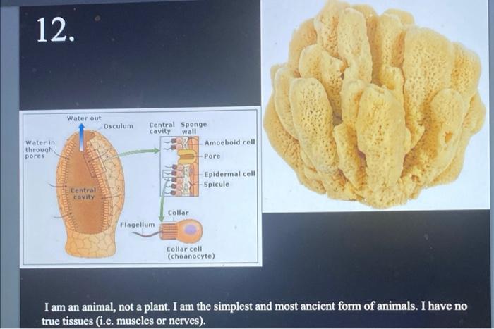 Solved 12. water out Osculum Central Sponge cavity wall | Chegg.com