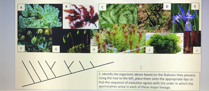 1. While their unique evolutionary paths have led to | Chegg.com
