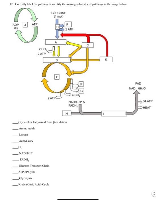 Solved 12. Correctly label the pathway or identify the | Chegg.com
