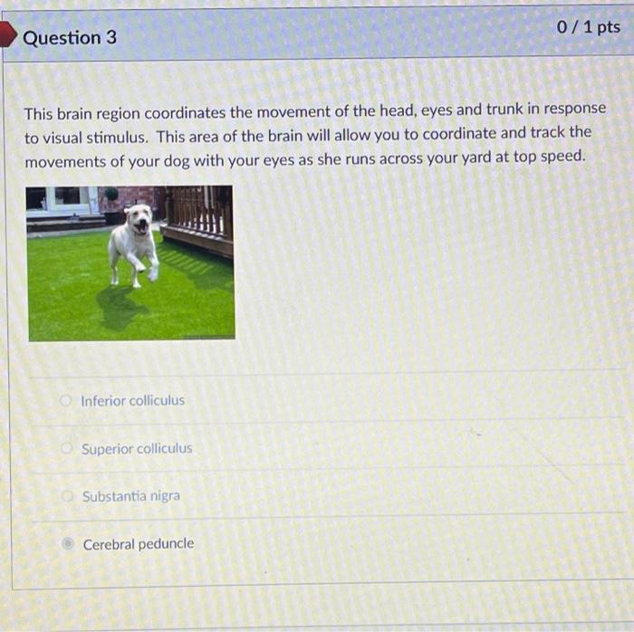 Solved This brain region coordinates the movement of the | Chegg.com