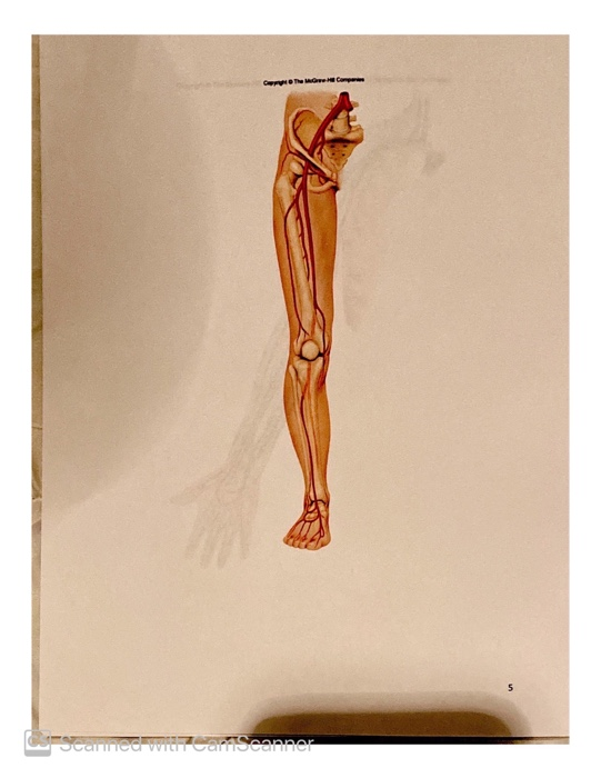 Solved 2. Label the major blood vessels. 2 CS Scanned with | Chegg.com