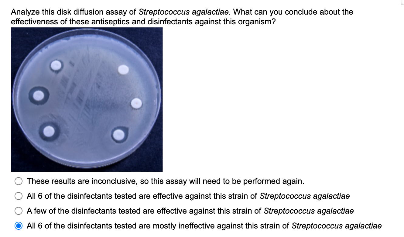 Solved Analyze this disk diffusion assay of Streptococcus | Chegg.com