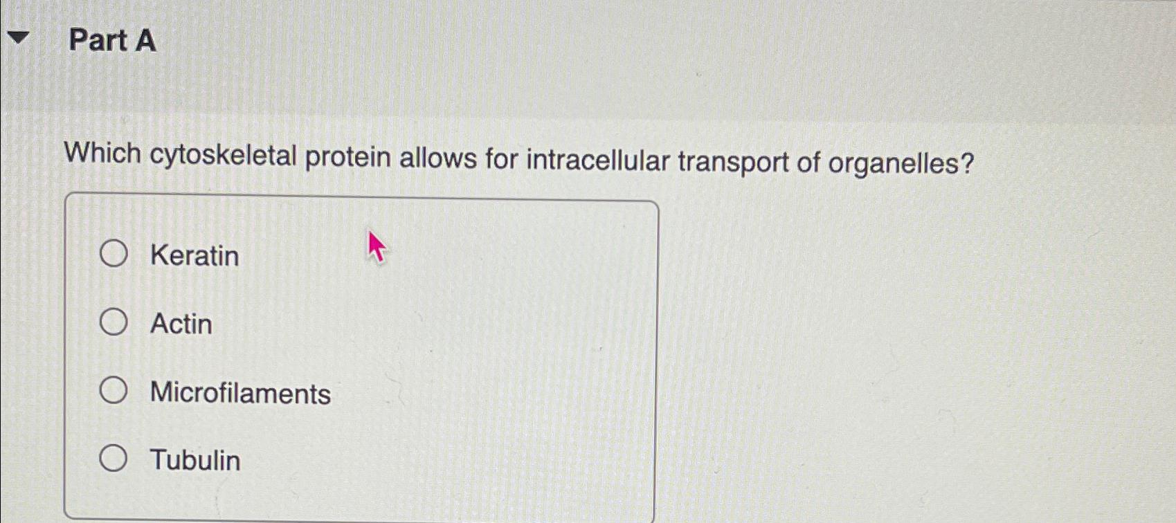 Solved Part AWhich cytoskeletal protein allows for | Chegg.com
