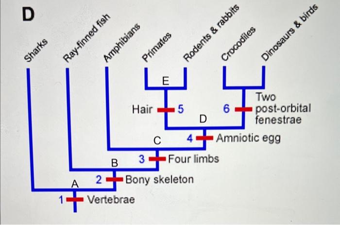 Solved Which of the following is a shared ancestral trait | Chegg.com