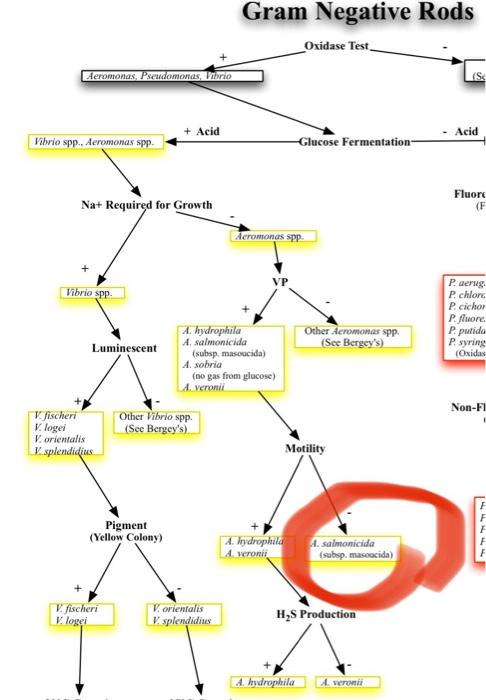 Solved Identification flow charts Gram Negative Rods ID | Chegg.com