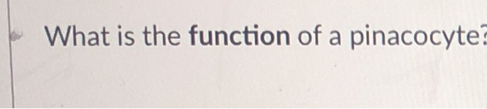 Solved What is the function of a pinacocyte | Chegg.com