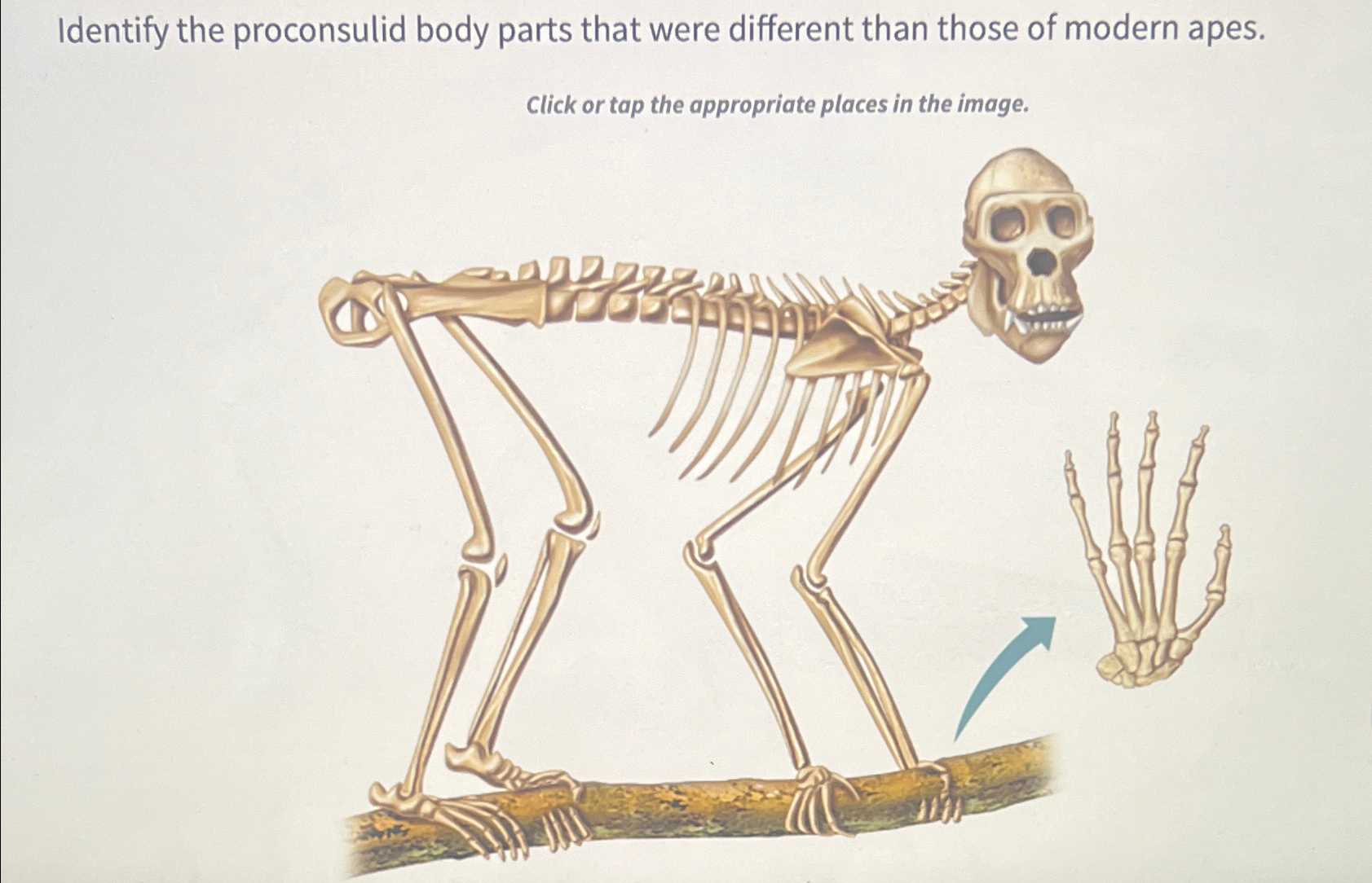 Solved Identify the proconsulid body parts that were | Chegg.com
