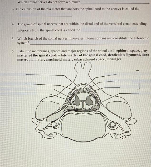 Solved 3. The extension of the pia mater that anchors the | Chegg.com
