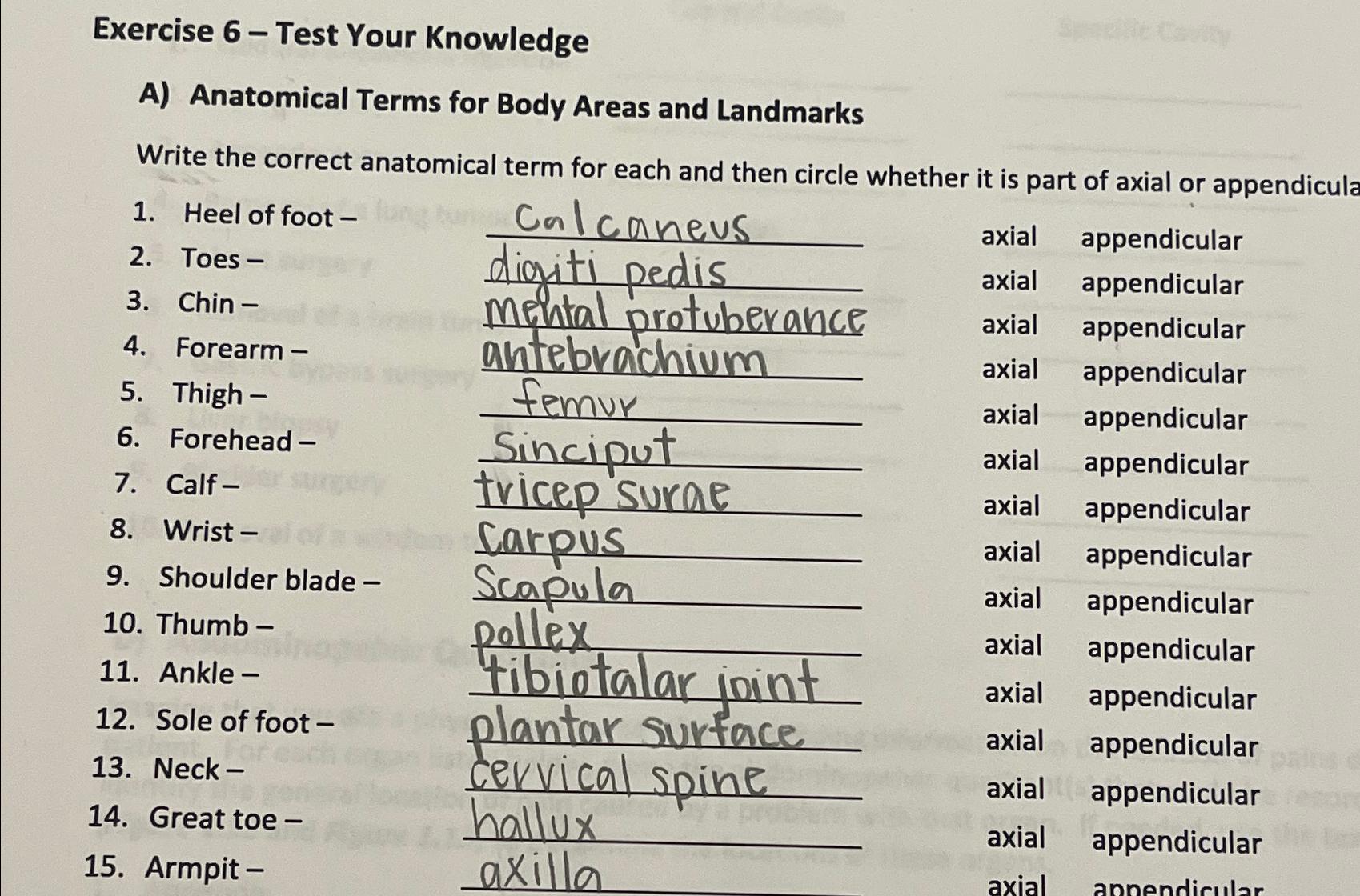 Solved Exercise 6 - ﻿Test Your KnowledgeA) ﻿Anatomical Terms | Chegg.com