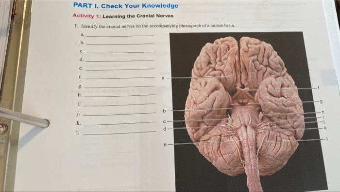 Solved PART I. Check Your Knowledge Activity 1: Learning the | Chegg.com