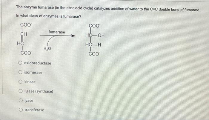 Solved The enzyme fumarase (in the citric acid cycle) | Chegg.com