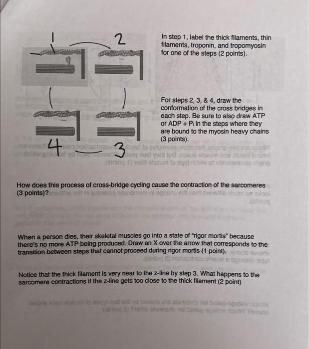 Solved In step 1, label the thick filaments, thin filaments, | Chegg.com