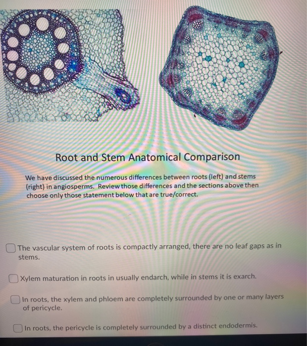 Solved Root and Stem Anatomical Comparison We have discussed | Chegg.com