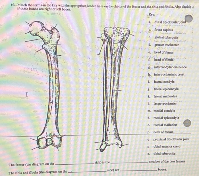 Solved The remur cu The tibis and fibula (the diagram on the | Chegg.com